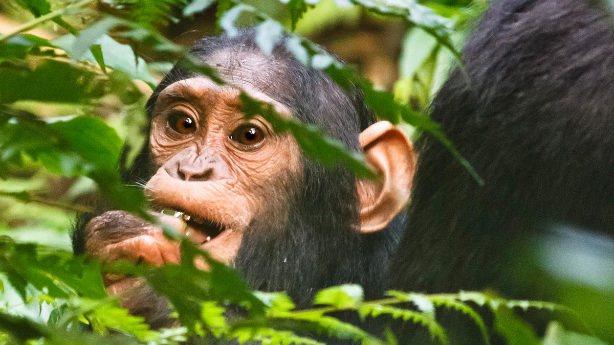 6 Days Uganda Primates Tour & Wildlife Safari | Standard Gorilla Safaris