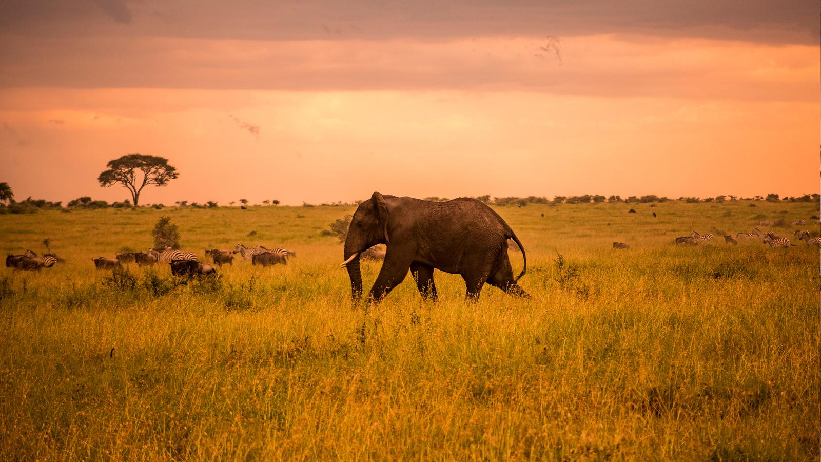7 Days Bwindi Gorillas Uganda & Serengeti Wildlife Safari | Standard ...