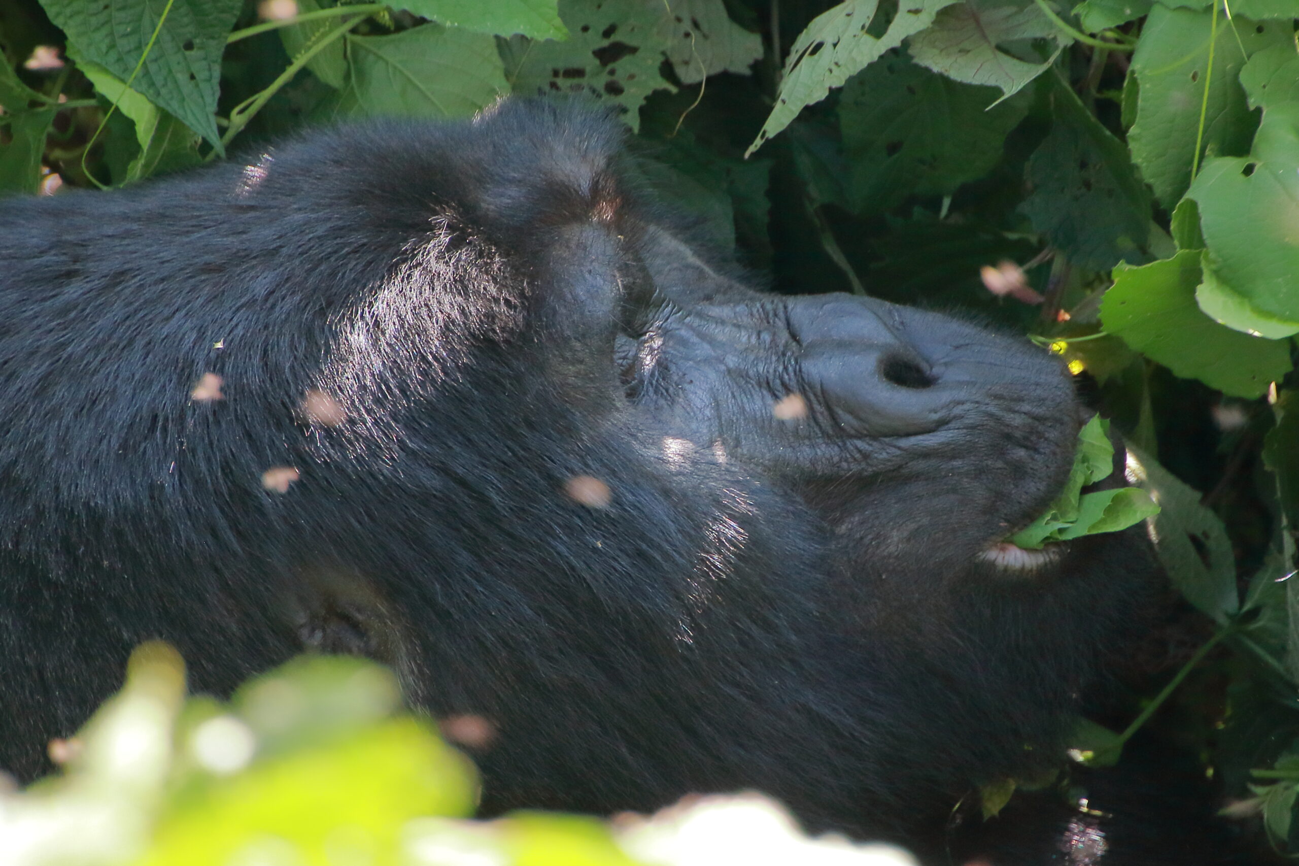 Training for gorilla trekking safaris | Exercise in Uganda, Rwanda