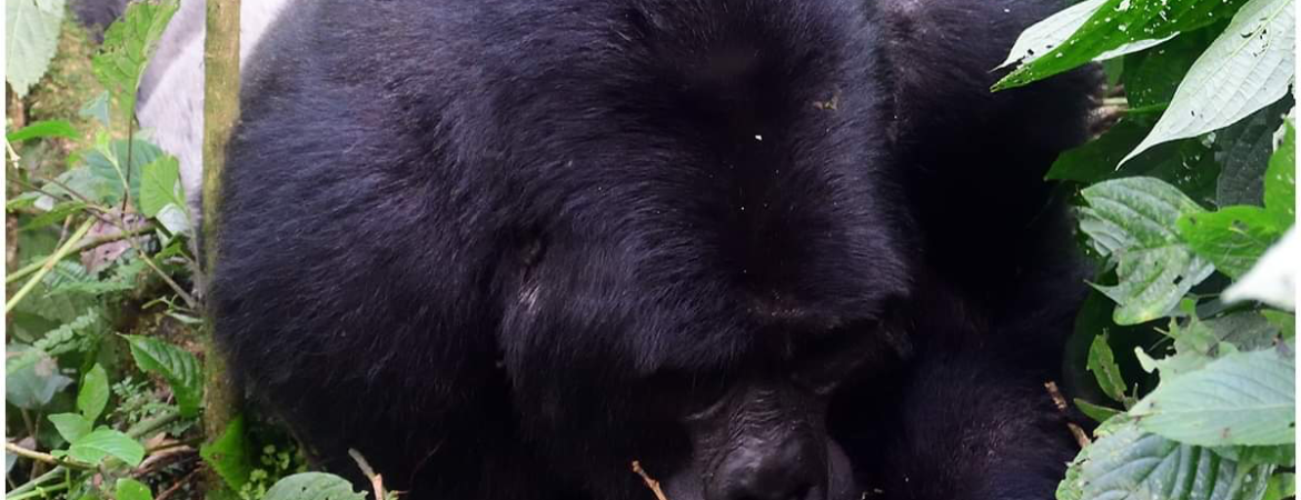 Mountain Gorilla Predators Enemies Causes Of Gorilla Death