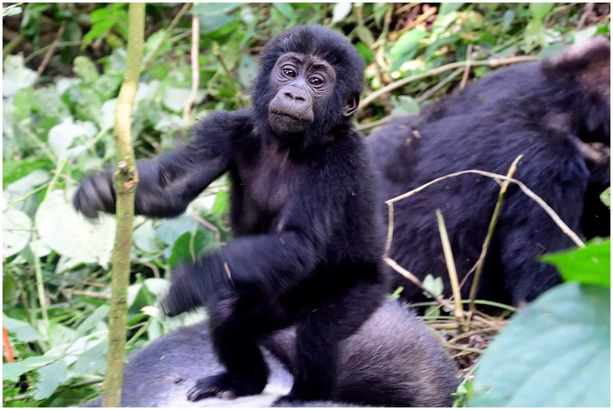 Mountain Gorilla Photography in Uganda | All You Need To Know