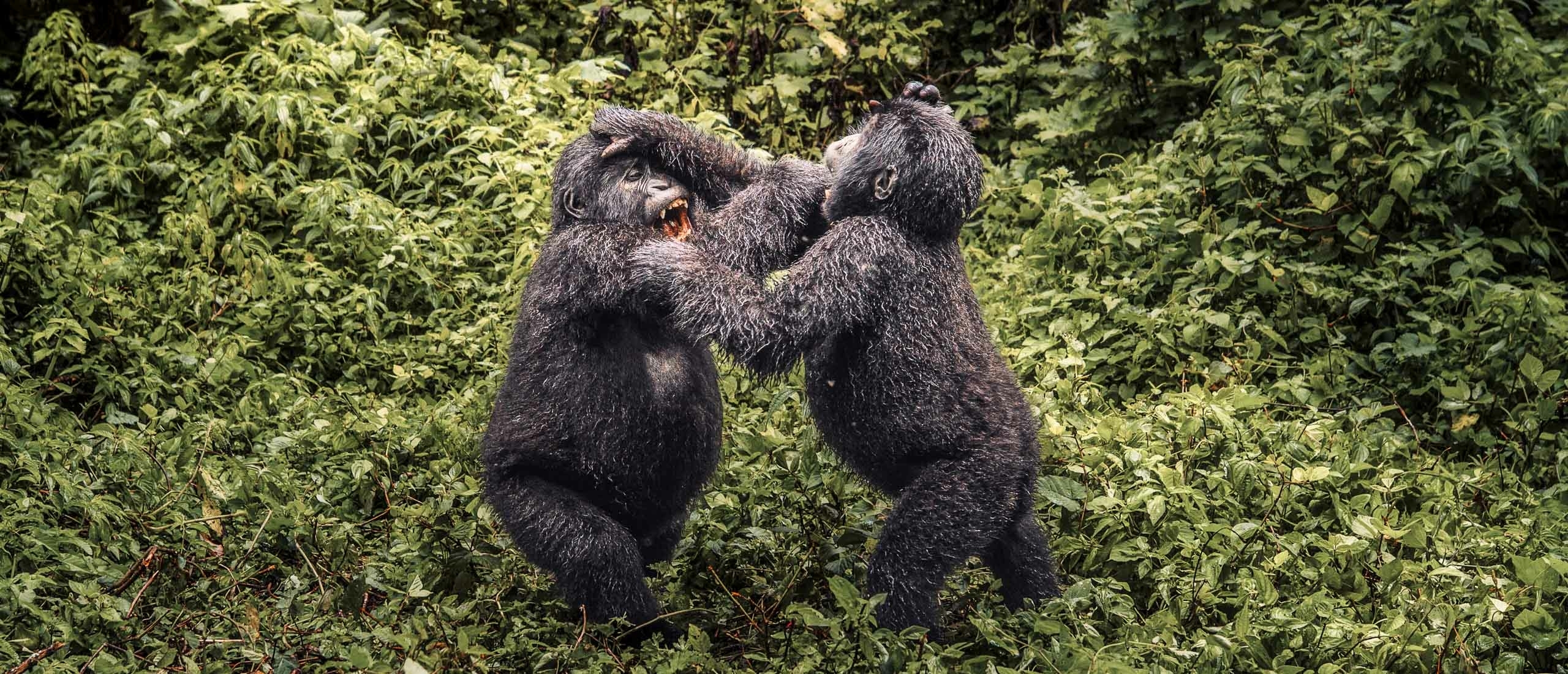 Uganda Gorilla Families in Bwindi and Mgahinga National Parks