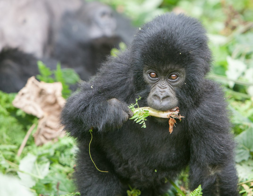 Mountain gorilla diet | Gorillas eating habits