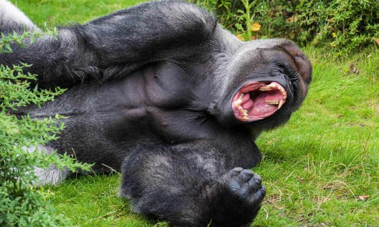 MOUNTAIN GORILLA REPRODUCTION | Standard Gorilla Safaris