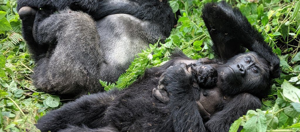 Mountain Gorillas weight and height - Standard Gorilla Safaris