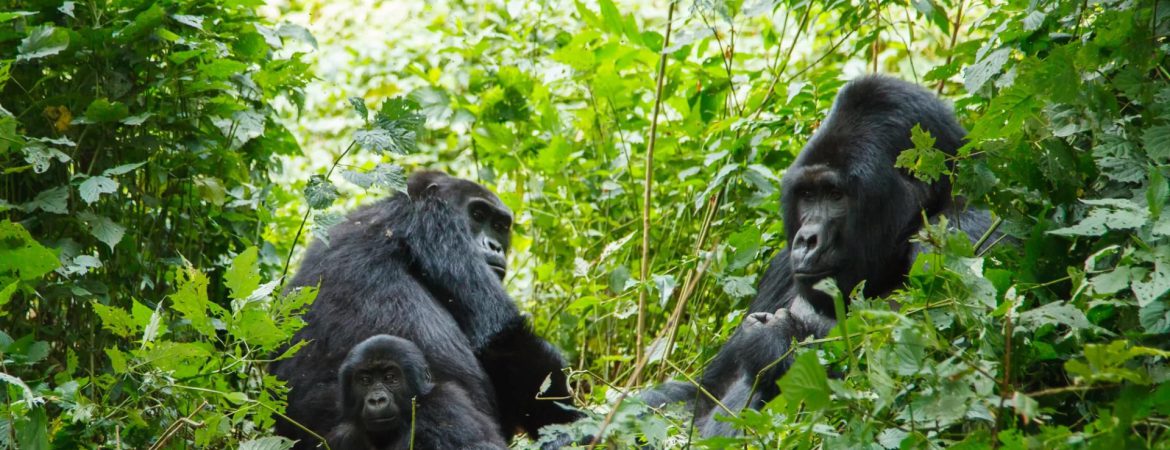 Where do Gorillas live? - Standard Gorilla Safaris