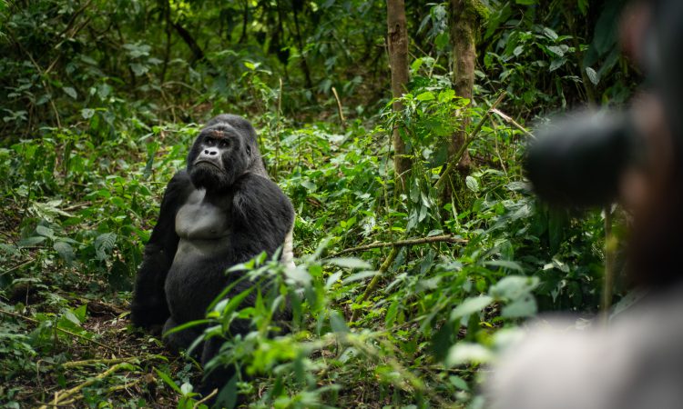 Best time to Visit DR. Congo | Standard Gorilla Safaris