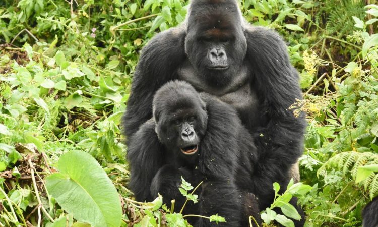 HOW DO GORILLAS MATE? GORILLA BREEDING GUIDE | Standard Gorilla Safaris
