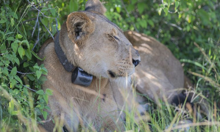 Experiential Lion Tracking in Queen Elizabeth National Park | Standard ...