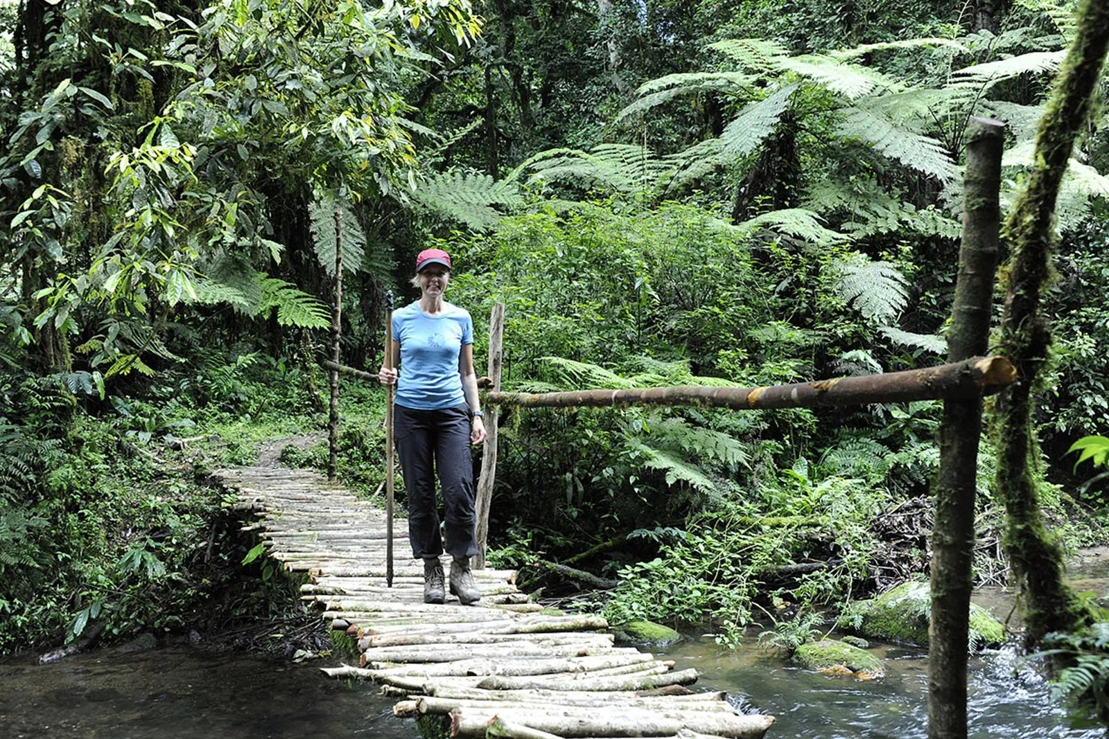 Kashasha River Trail Hike in Bwindi | Standard Gorilla Safaris