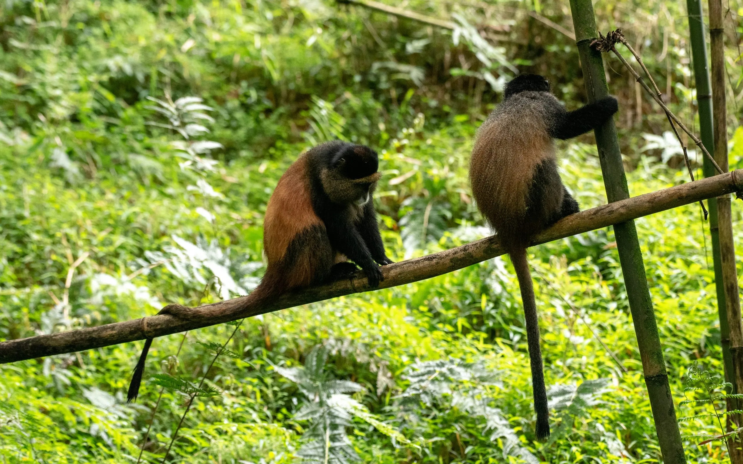 Where to go golden monkey trekking in Uganda | Standard Gorilla Safaris