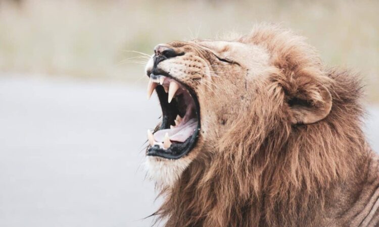 How strong are Lions? | Standard Gorilla Safaris