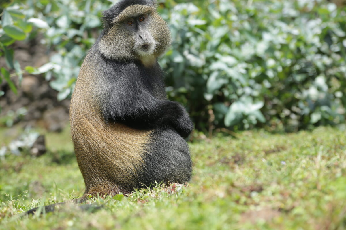 GOLDEN MONKEY TREKKING IN RWANDA | Standard Gorilla Safaris