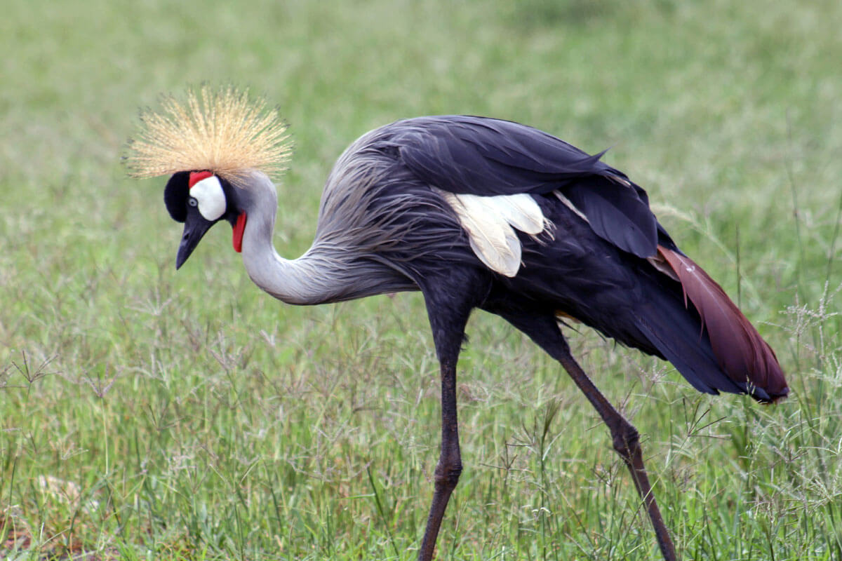 Birding in Lake Mburo National Park | Standard Gorilla Safaris