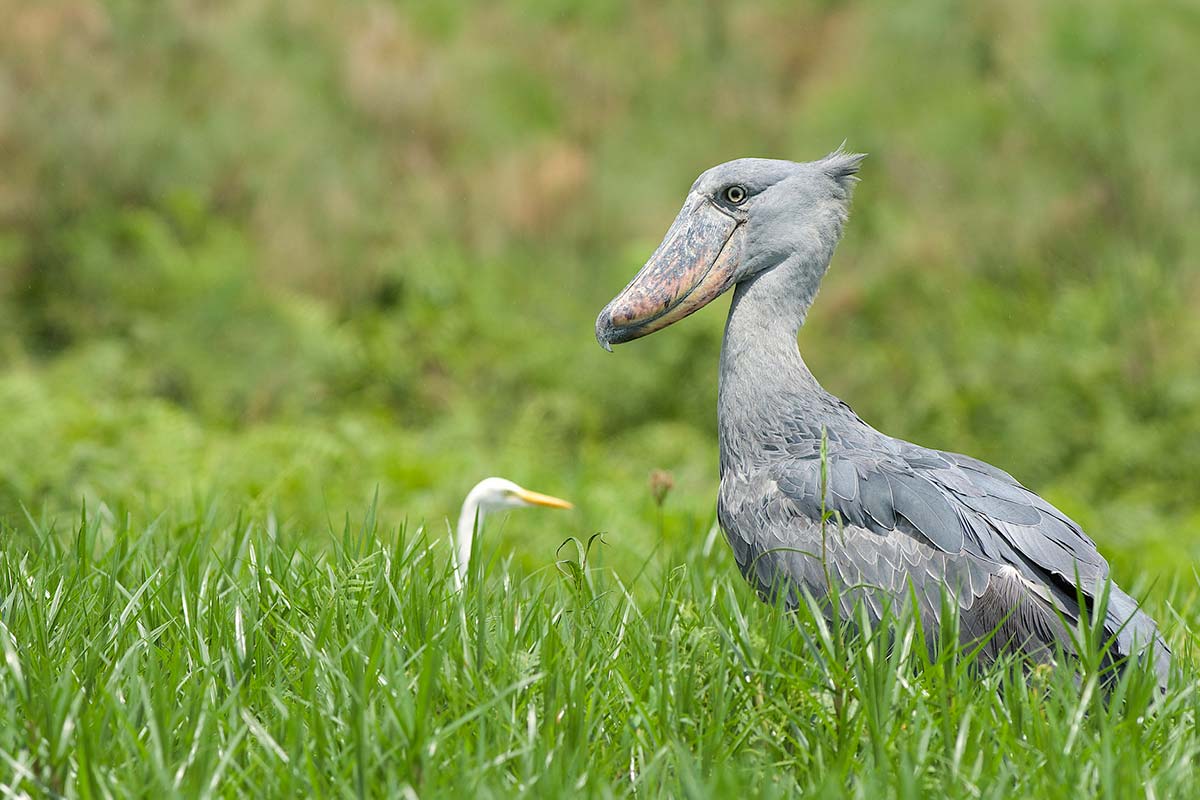 About Mabamba Wetland | Standard Gorilla Safaris