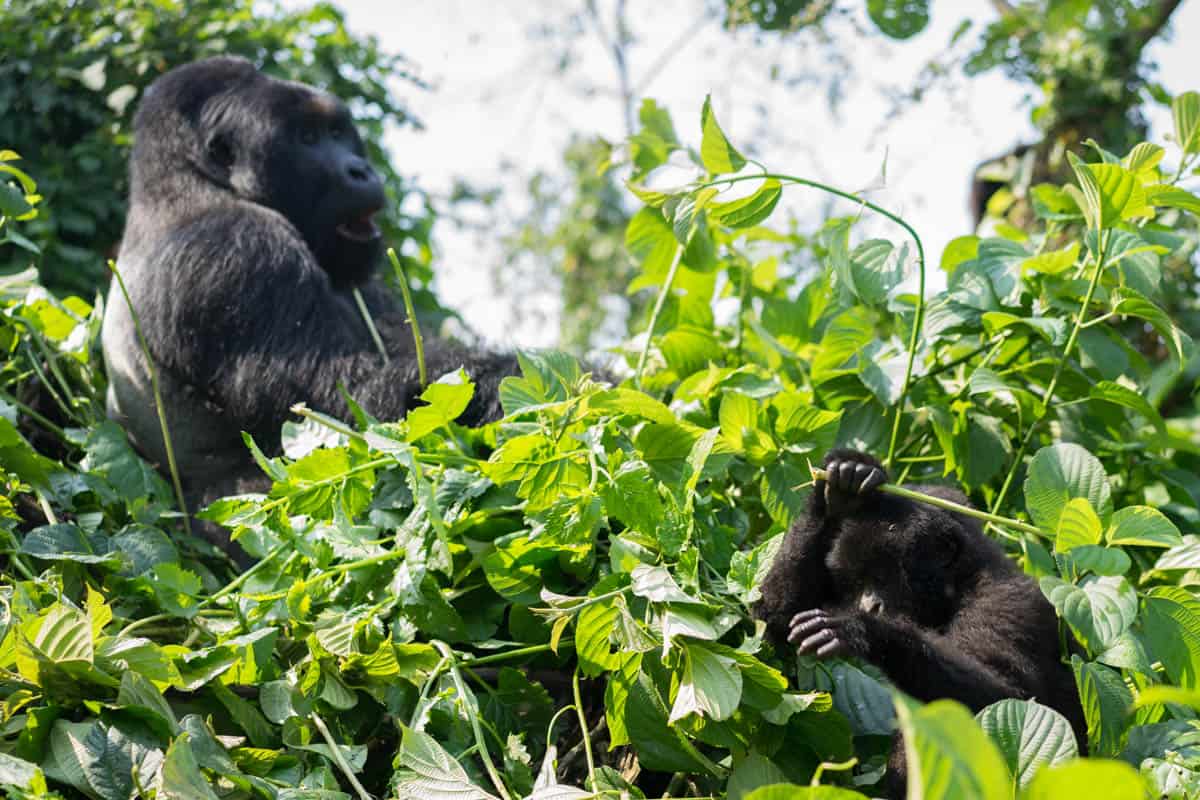 Rwanda gorilla trek from Germany | Standard Gorilla Safaris