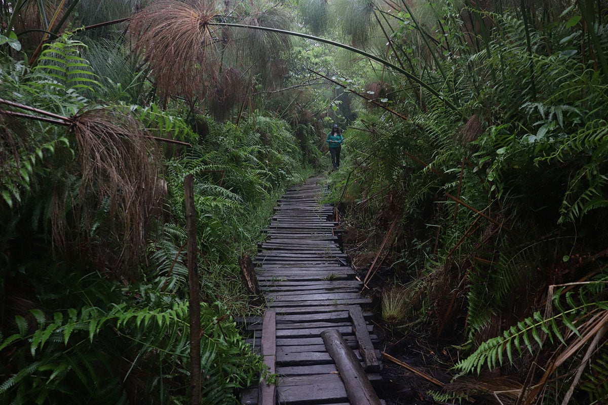 Swamp walk in Bigodi Wetland Sanctuary | Standard Gorilla Safaris