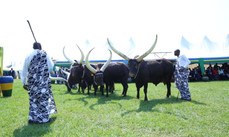The Inyambo Cattle Parade | Standard Gorilla Safaris