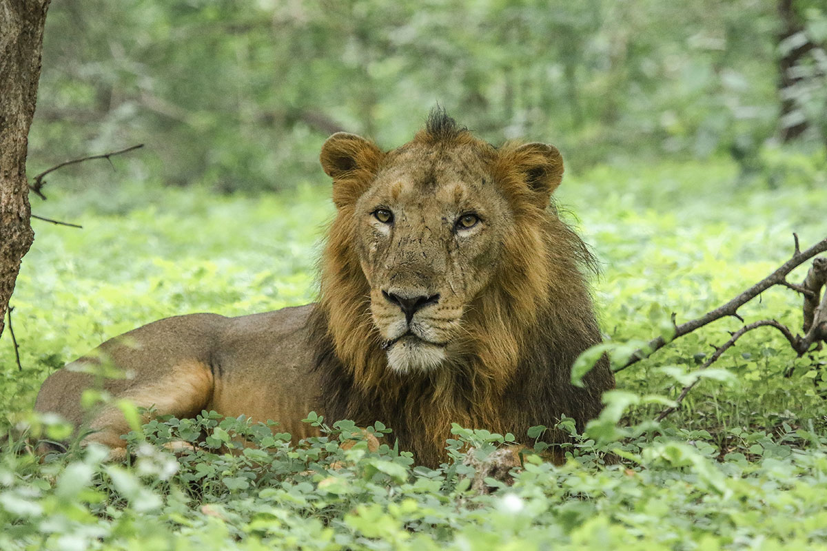 Where are lions found in Uganda? | Standard Gorilla Safaris