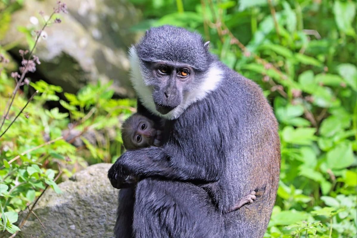 Monkey species in Bwindi Impenetrable National Park | Standard Gorilla ...