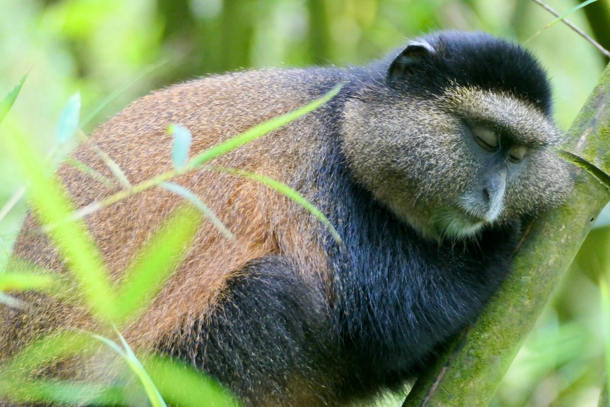 How many golden monkeys are in Mgahinga National Park? | Standard ...