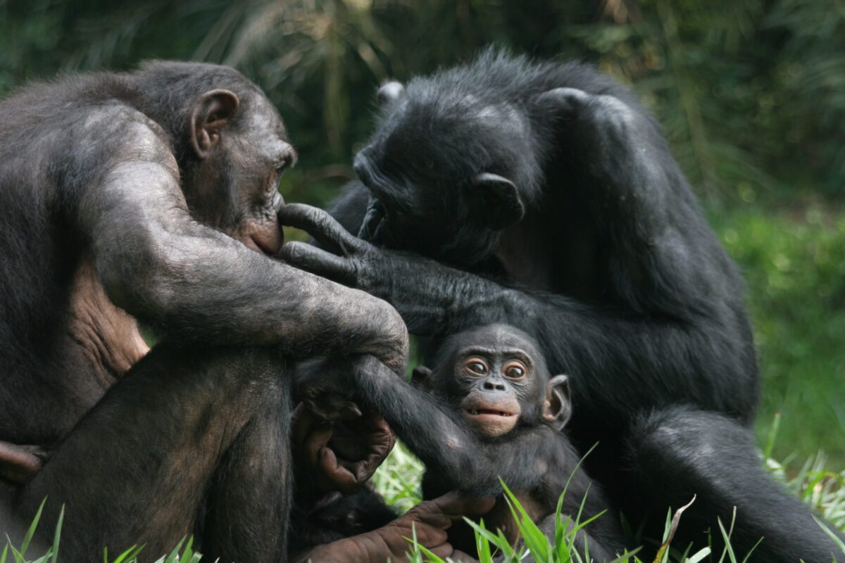 A tour of Lwiro Chimpanzee Sanctuary | Standard Gorilla Safaris