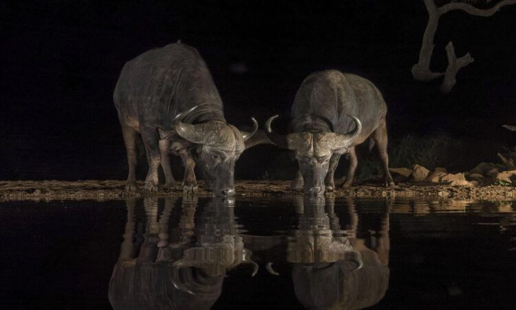 Night game drives in Akagera National Park | Standard Gorilla Safaris