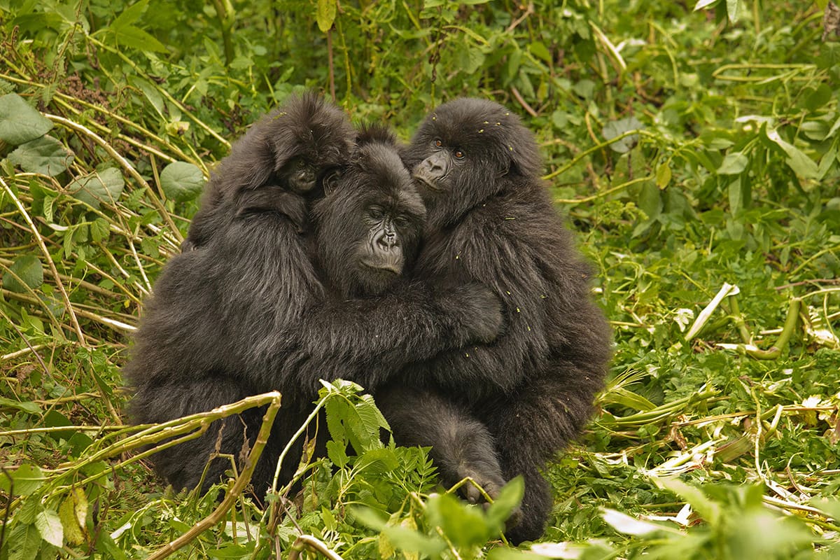 Is there a minimum age for gorilla trekking in Uganda? | Standard ...
