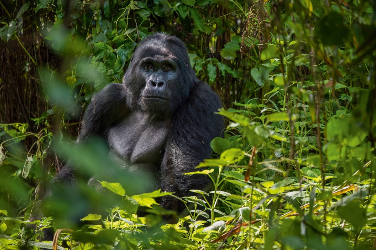 10 facts you didn’t know about gorillas | Standard Gorilla Safaris