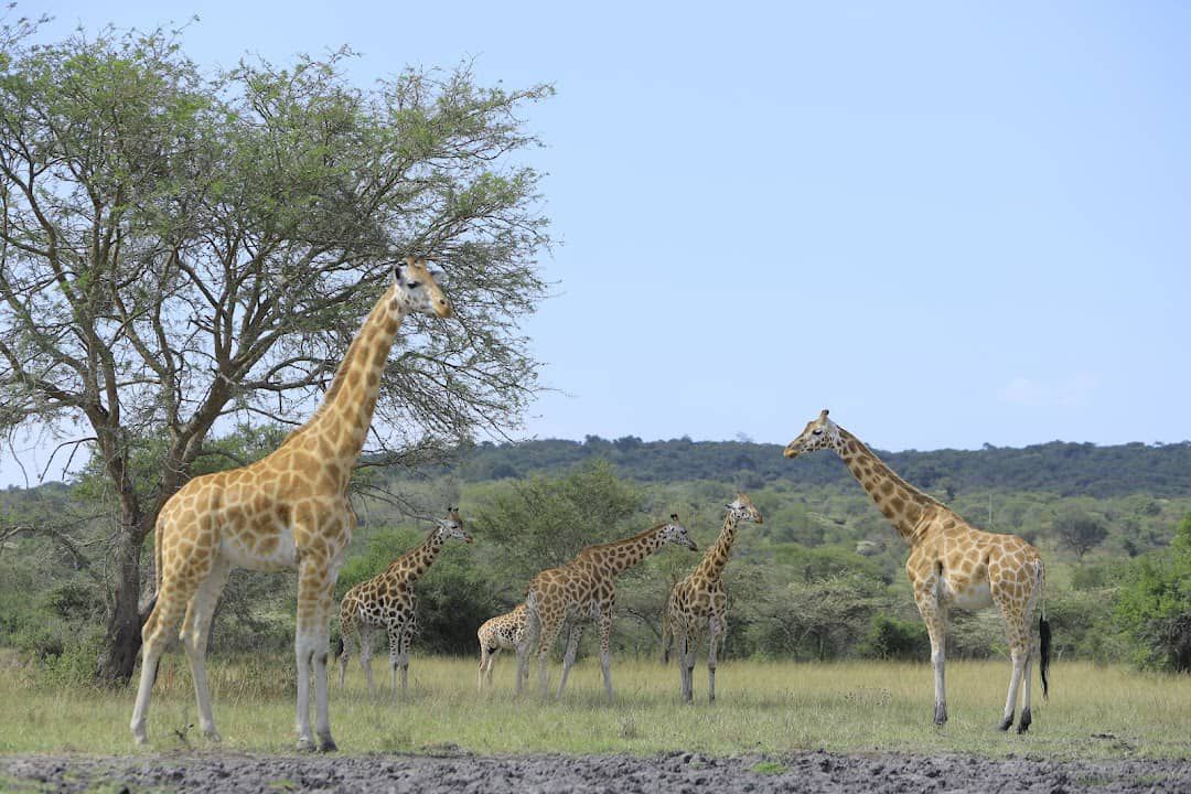 Luxury safari in Uganda for VIP & high-end travelers | Standard Gorilla ...