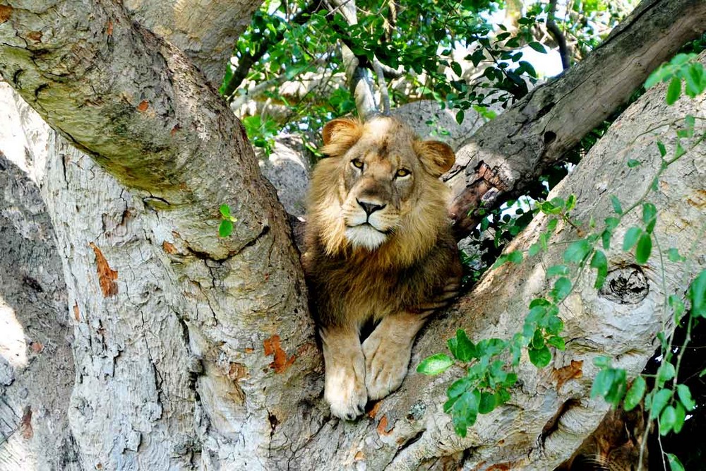 Top 10 animals to see in Queen Elizabeth NP | Standard Gorilla Safaris